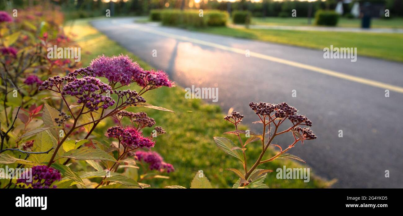 Spirea bride hi-res stock photography and images - Alamy