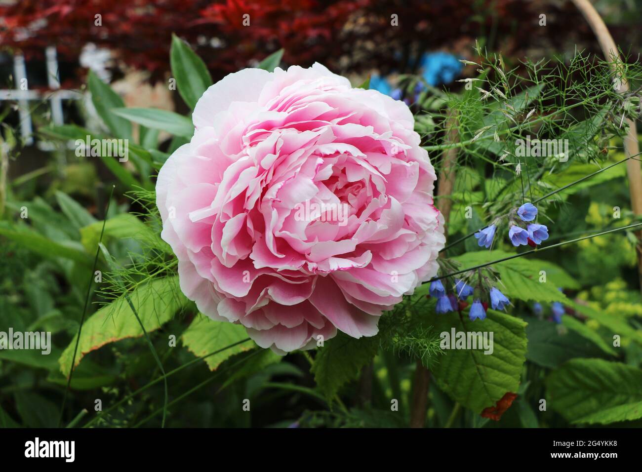 English flower border plant hi-res stock photography and images - Alamy