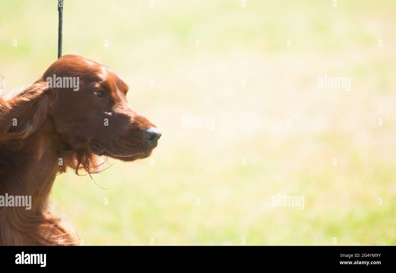 Irish Setter with green grass background Stock Photo - Alamy