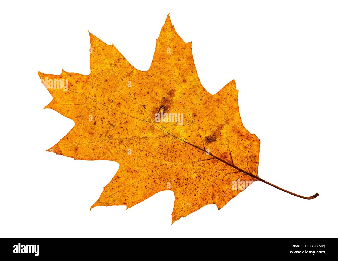 Isolated orange red gold autumn fall leaf on white background Stock ...