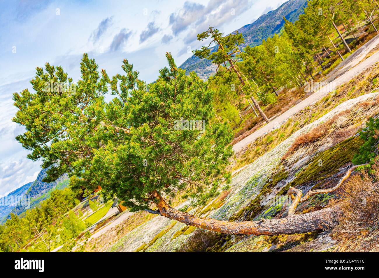 Panorama with fir trees and mountains in nature landscape of Treungen ...