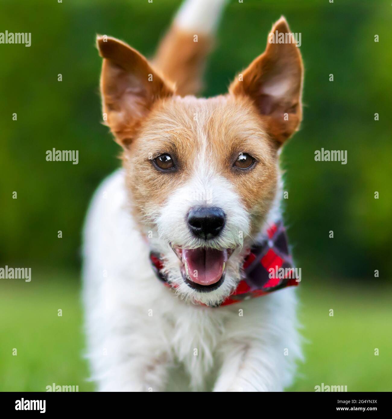 Happy funny smiling laughing cute pet dog puppy panting and listening ...