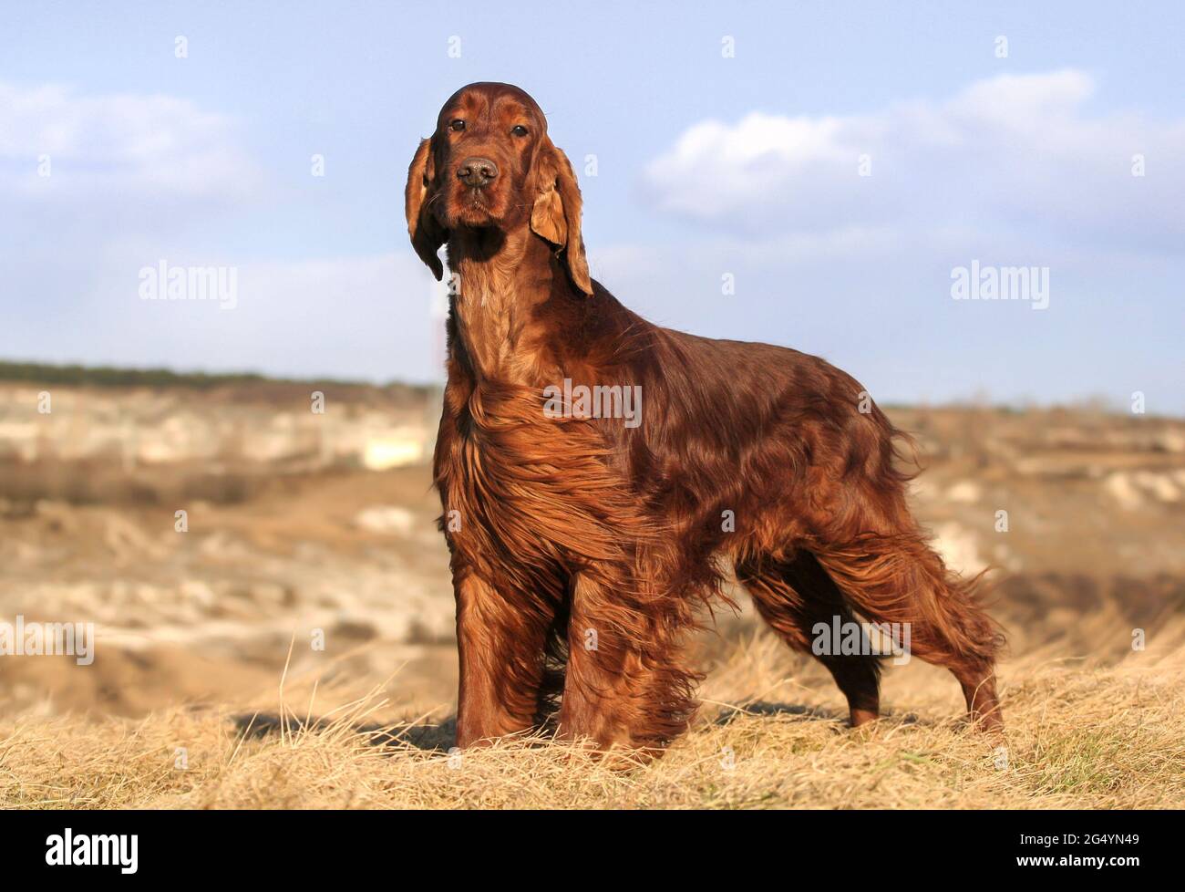 Beautiful obedient dog waiting in the grass with blue sky background ...