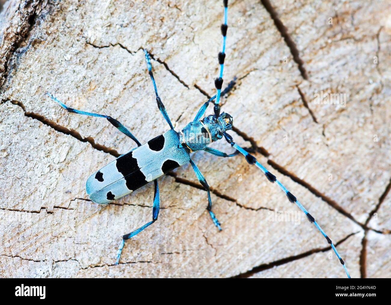 Alpine longhorn beetle, Rosalia alpina. Beautiful blue insect, bug ...