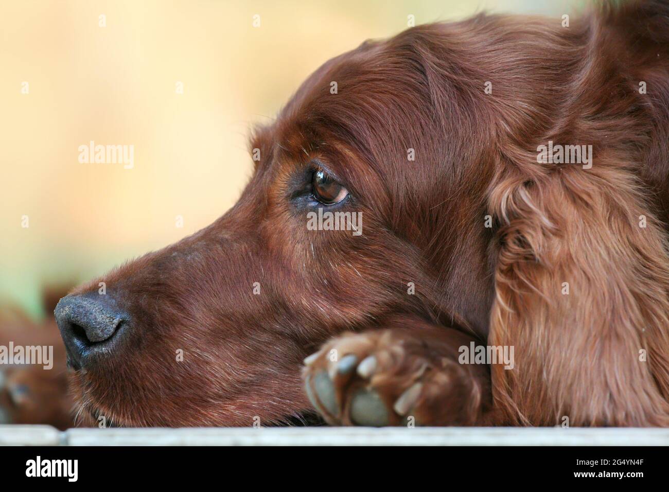 Cute irish setter face hi-res stock photography and images - Alamy