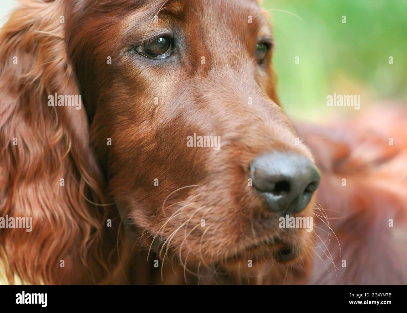 Close-up face head portrait of a cute beautiful irish setter pet dog ...