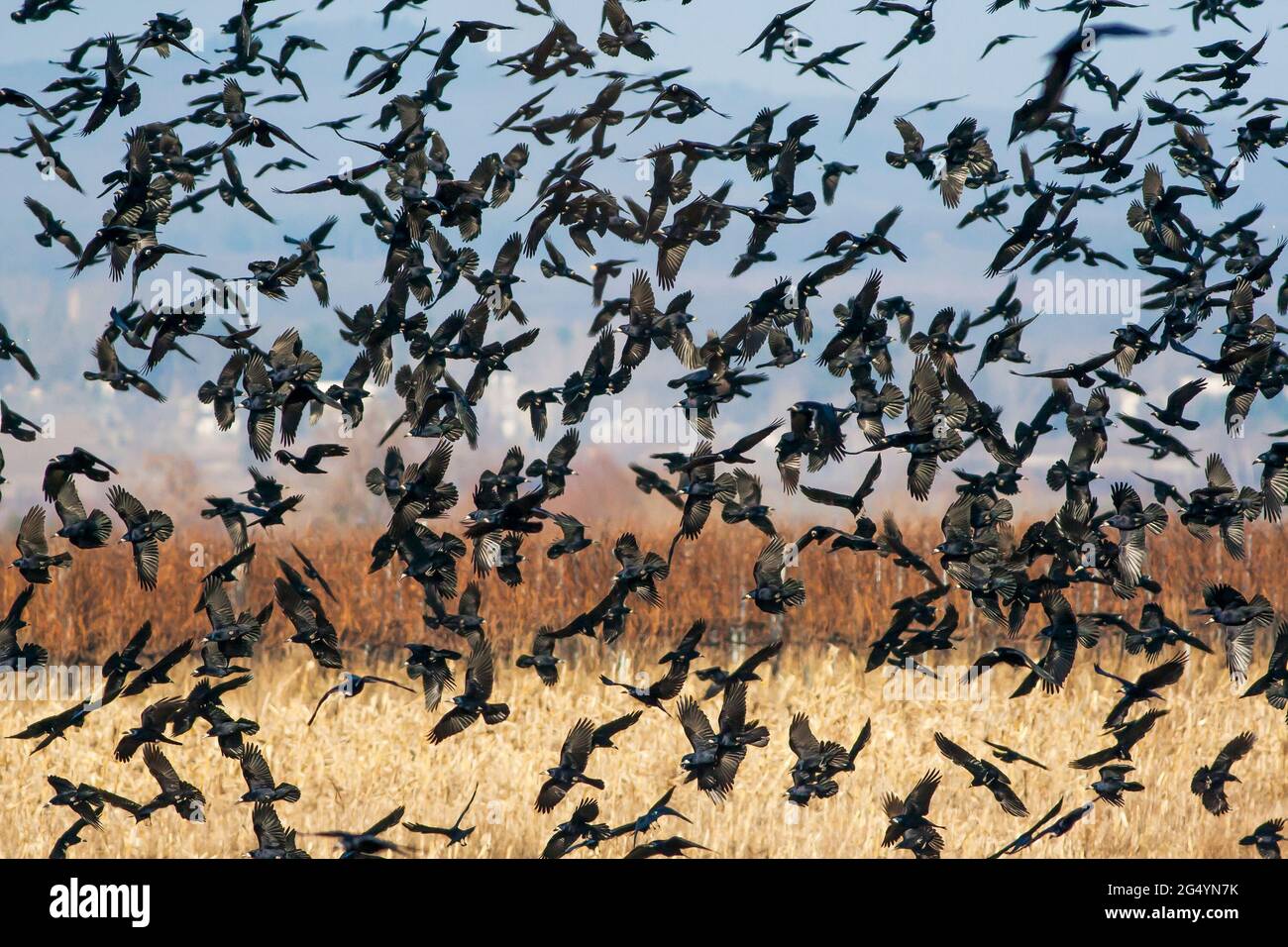 Lots of flying crow birds above the meadow, corvus corone Stock Photo ...