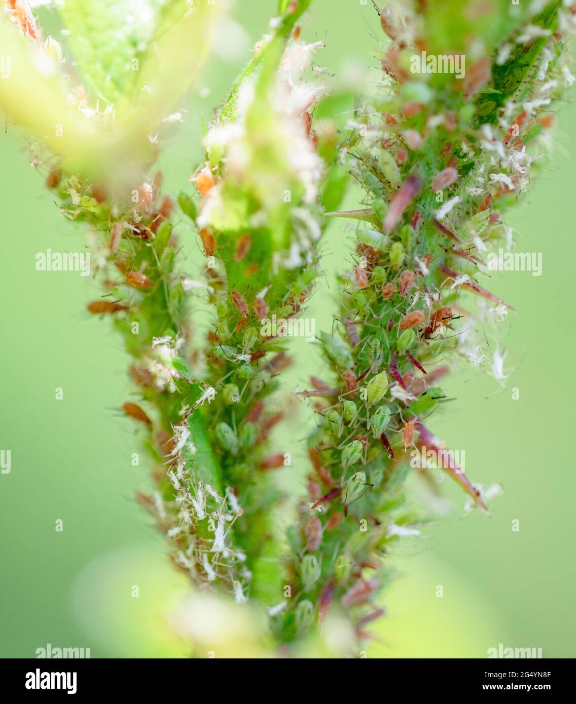 Aphids and mites on a rose shoot, close-up Stock Photo - Alamy