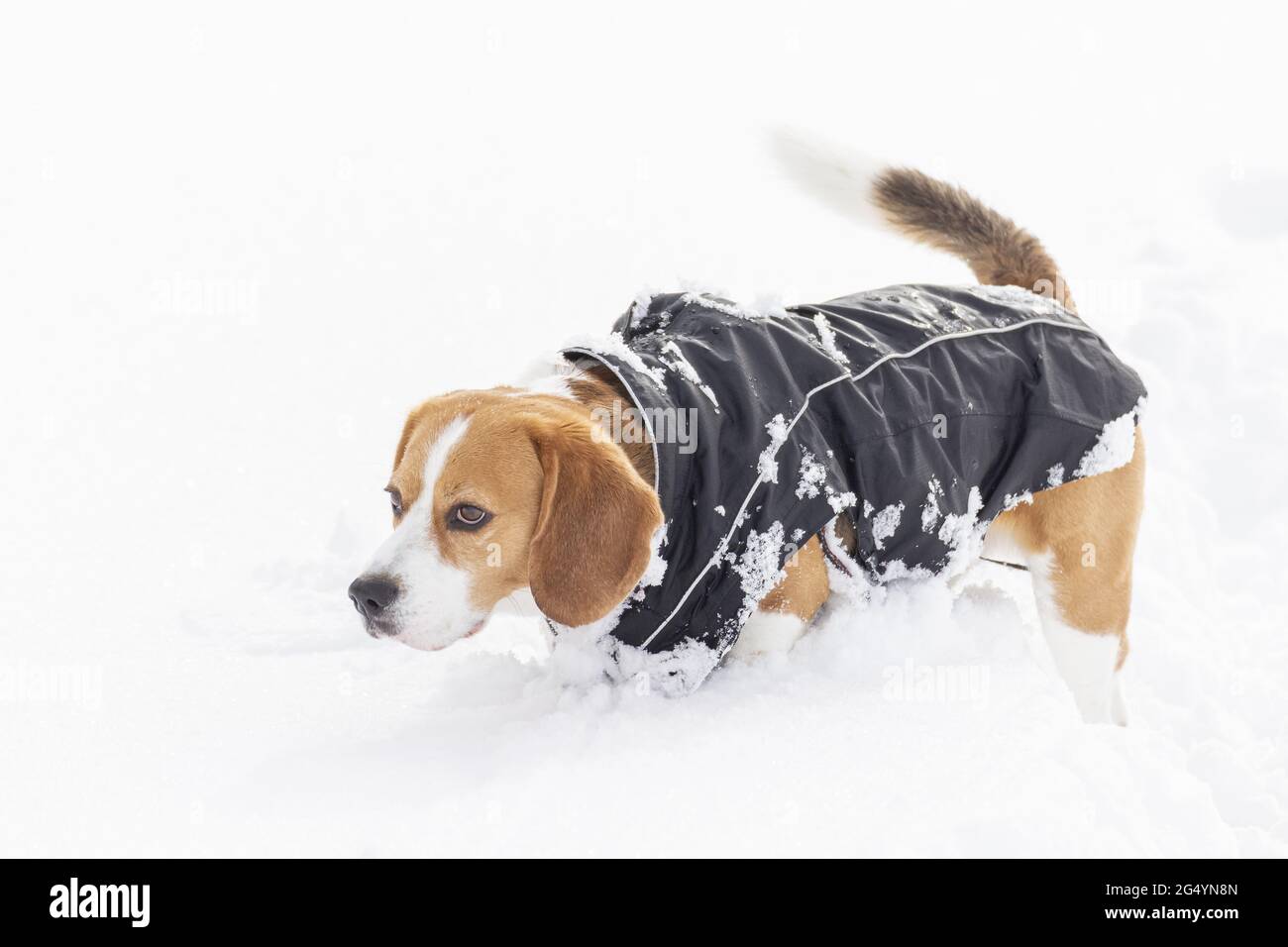 Dog walk forest Cut Out Stock Images & Pictures - Alamy