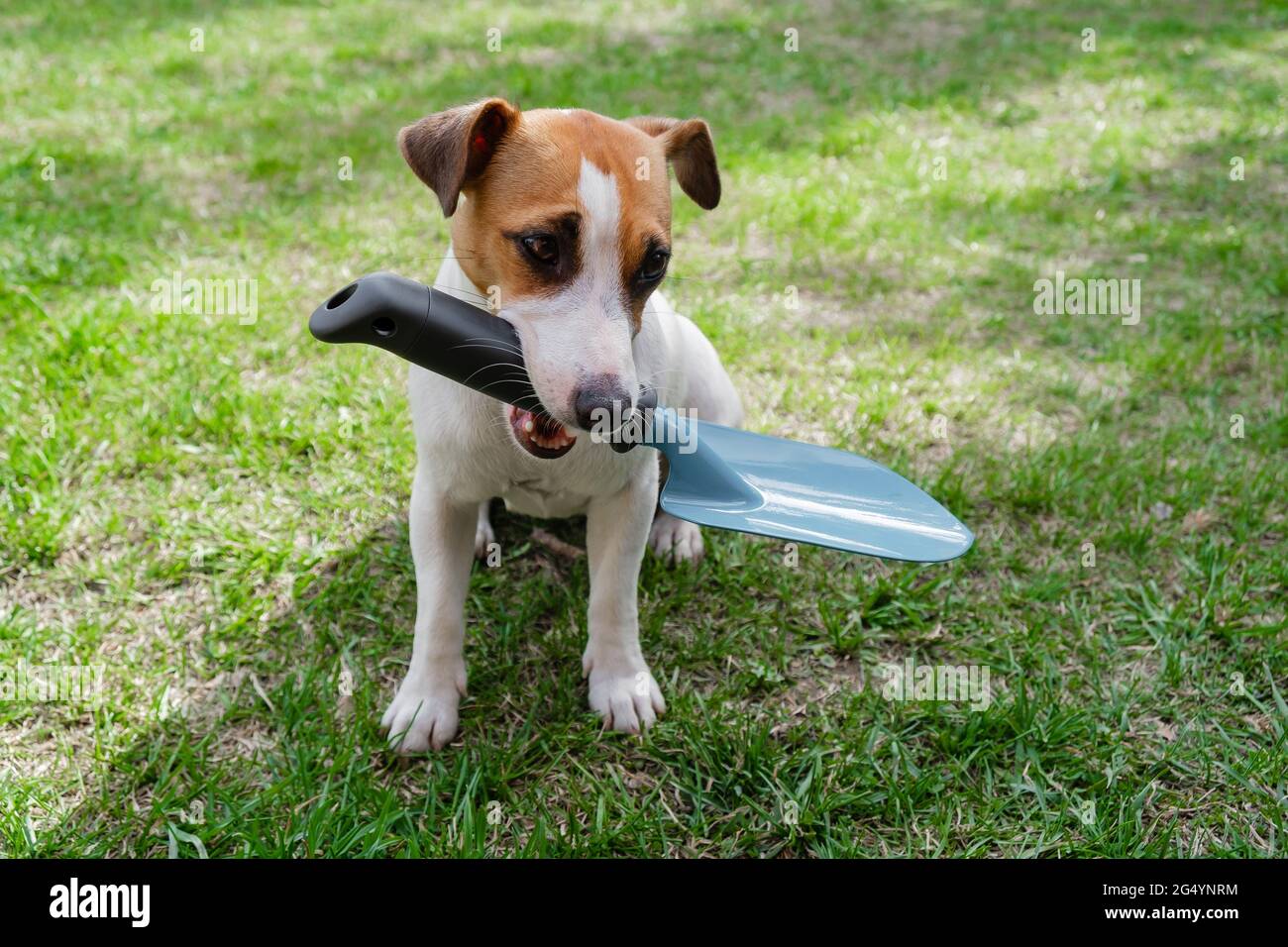 The dog is holding a shovel tool. Jack russell terrier holds gardener ...