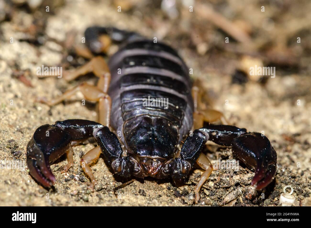 European black scorpion close-up Stock Photo - Alamy