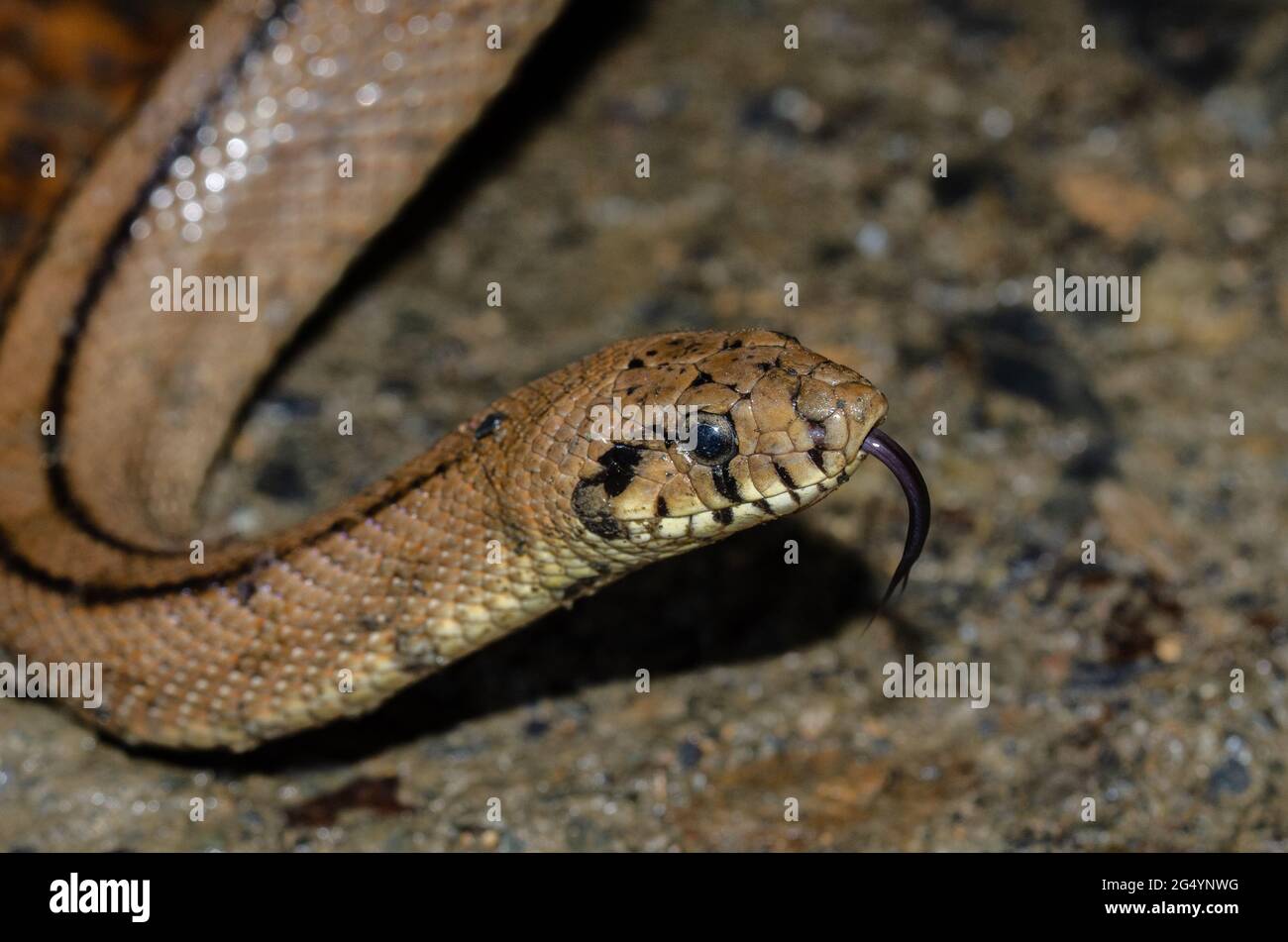 Ladder snake close-up with tongue ou Stock Photo - Alamy