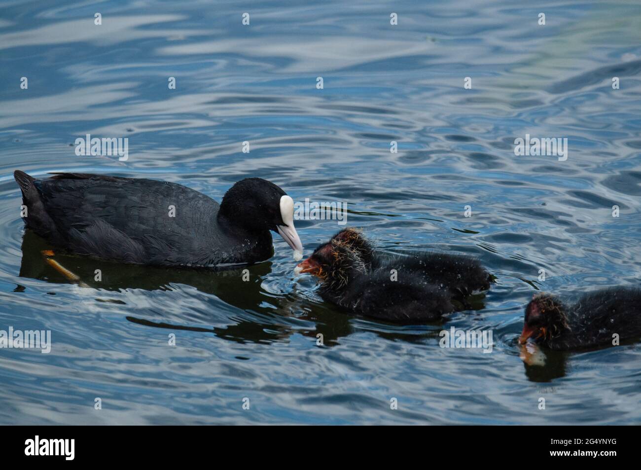 A coot feeding its chicks Stock Photo - Alamy