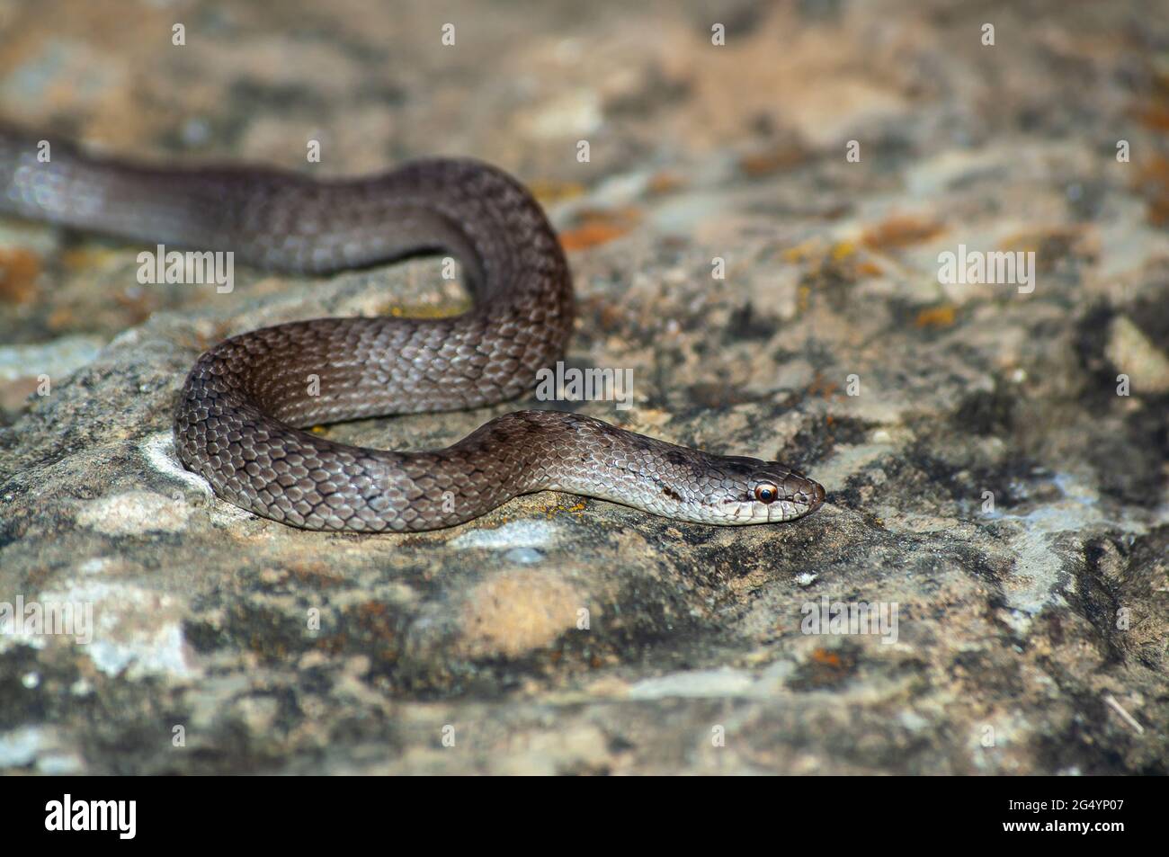 southern smooth snake portrait on a rock Stock Photo - Alamy