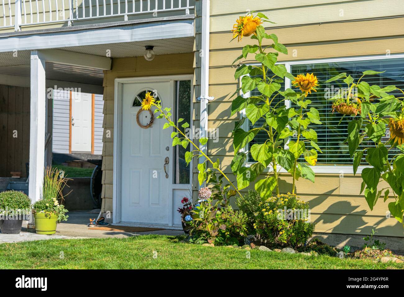 Sunflowers growing at the window beside the entrance door Stock Photo ...