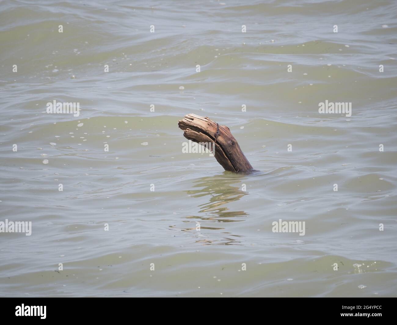 Sheerness, Kent, UK. 24 June 2021. A log resembling the Loch Ness ...