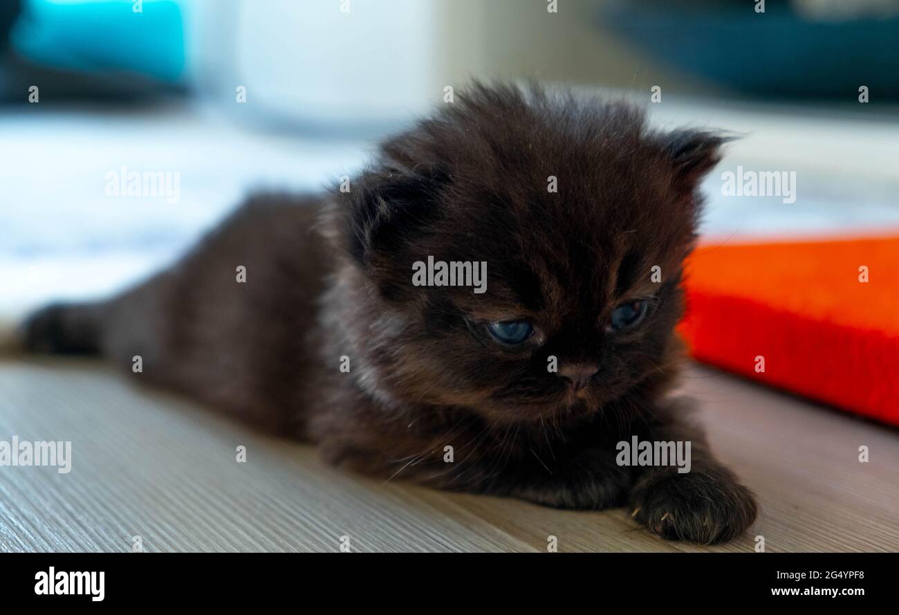a black newborn persian cat Stock Photo - Alamy