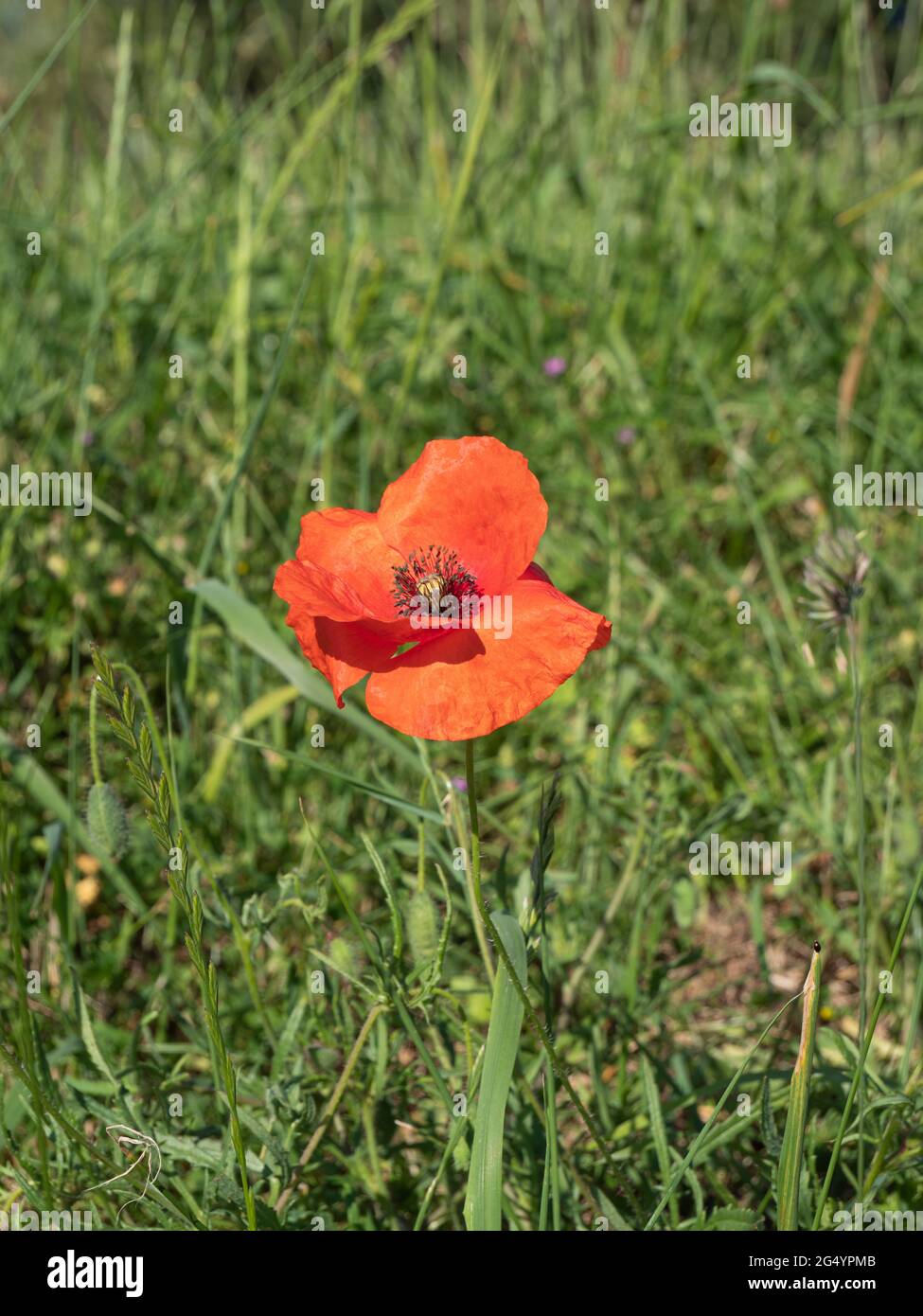 Vertical shot field blooming hi-res stock photography and images - Alamy