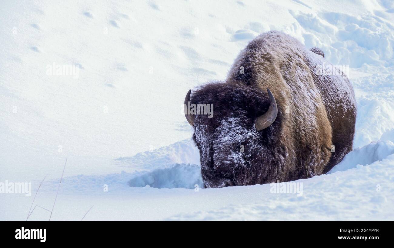 Bison in front yellowstone hi-res stock photography and images - Alamy