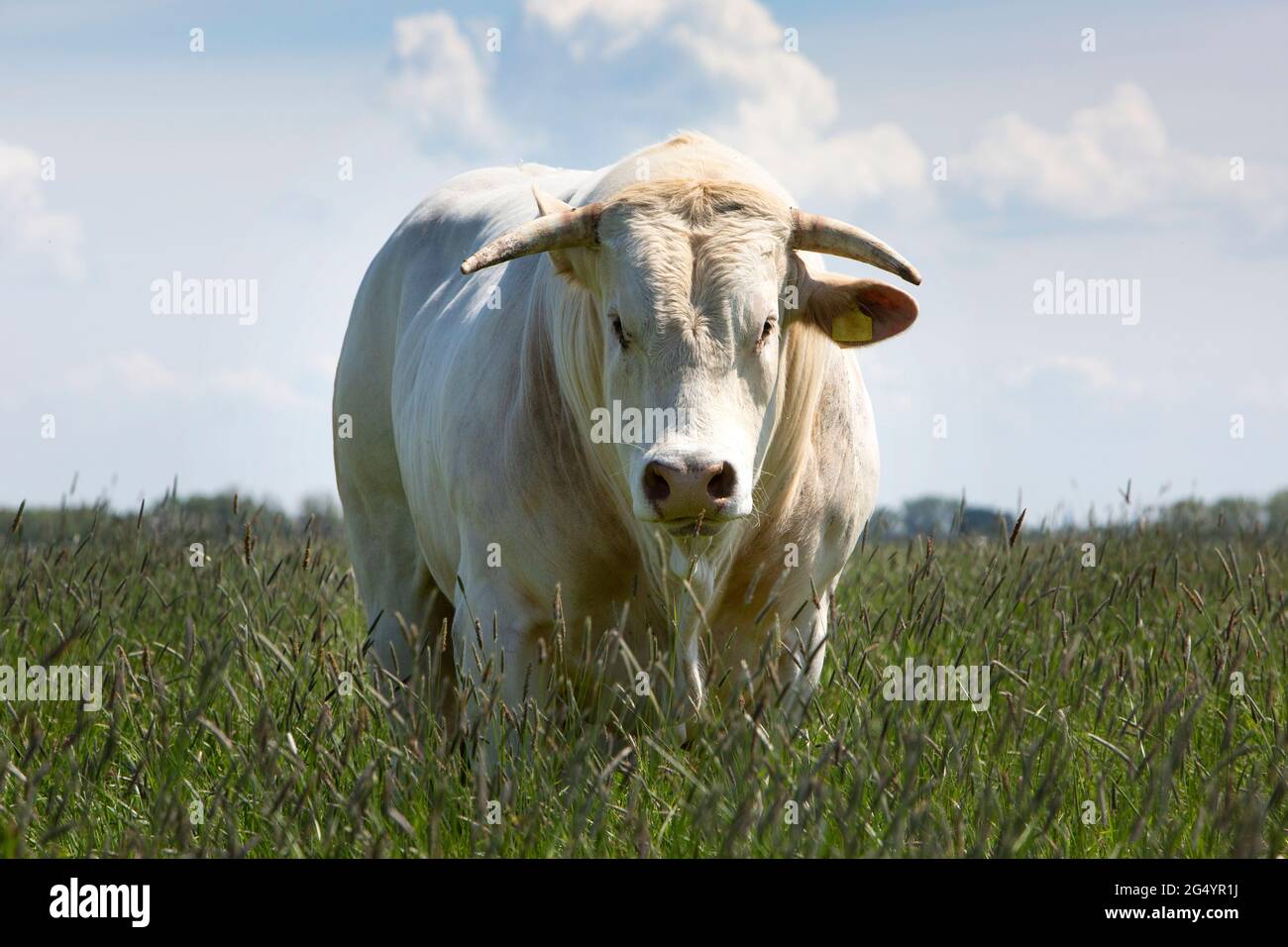 Horned bull hi-res stock photography and images - Alamy