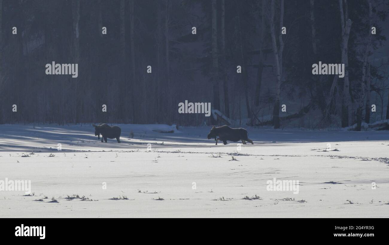 Snow covered moose yellowstone hi-res stock photography and images - Alamy