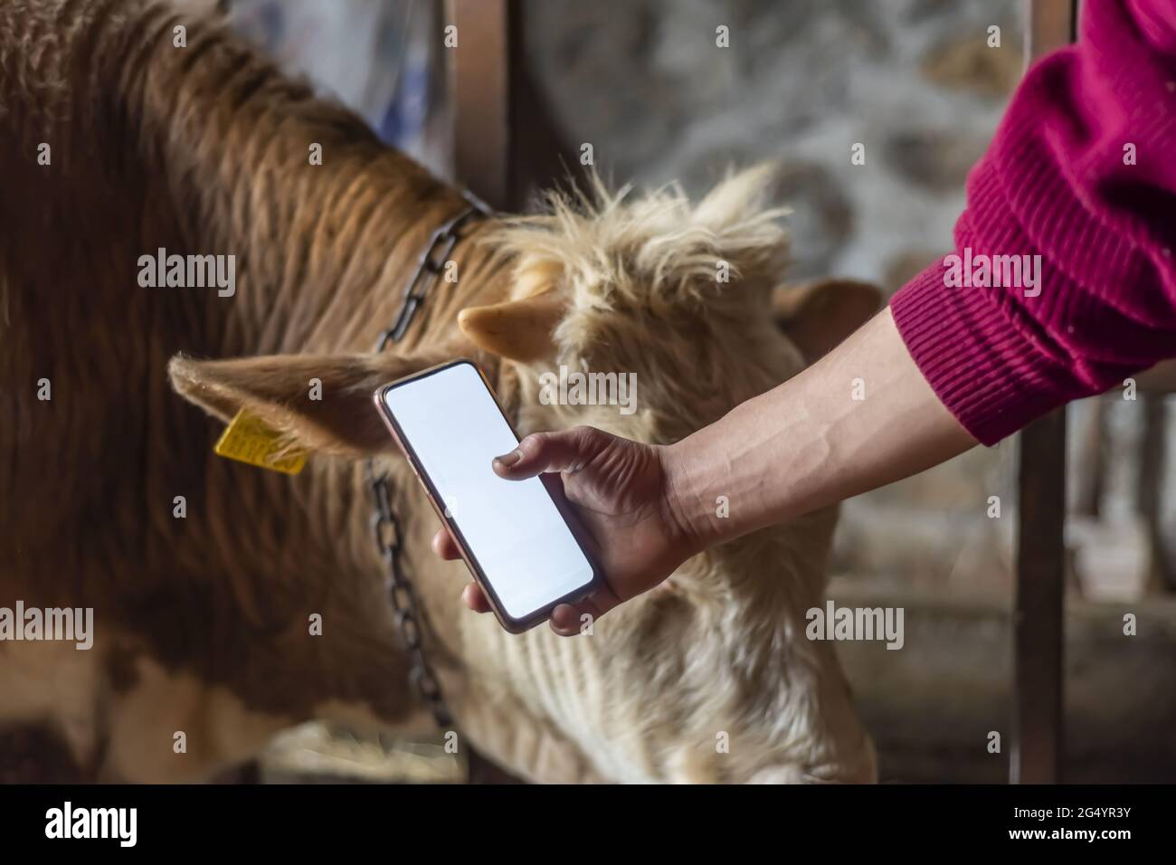 Hand of a farmer holding a phone with white screen next to a cow ...