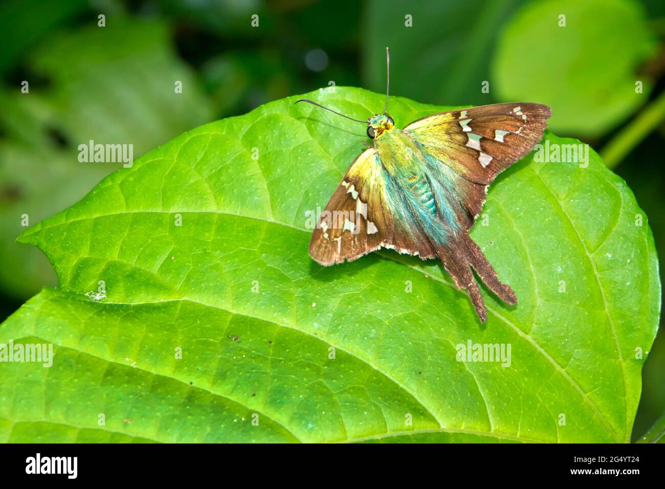 Tropicla Butterfly, Tropical Rainforest, Costa Rica, Central America ...