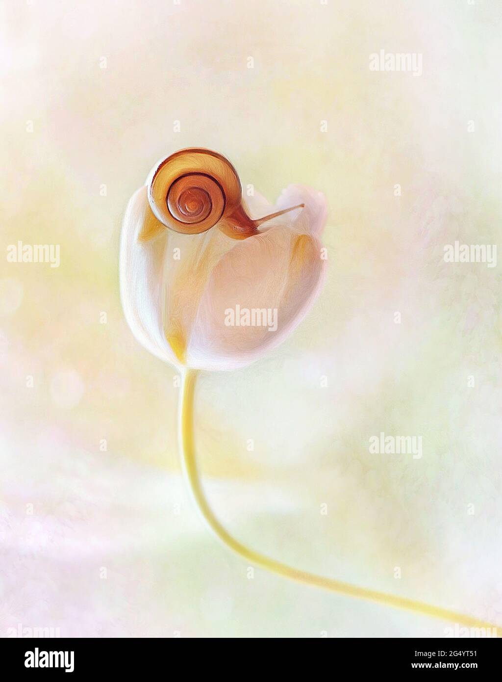 Tulip Snails Nc