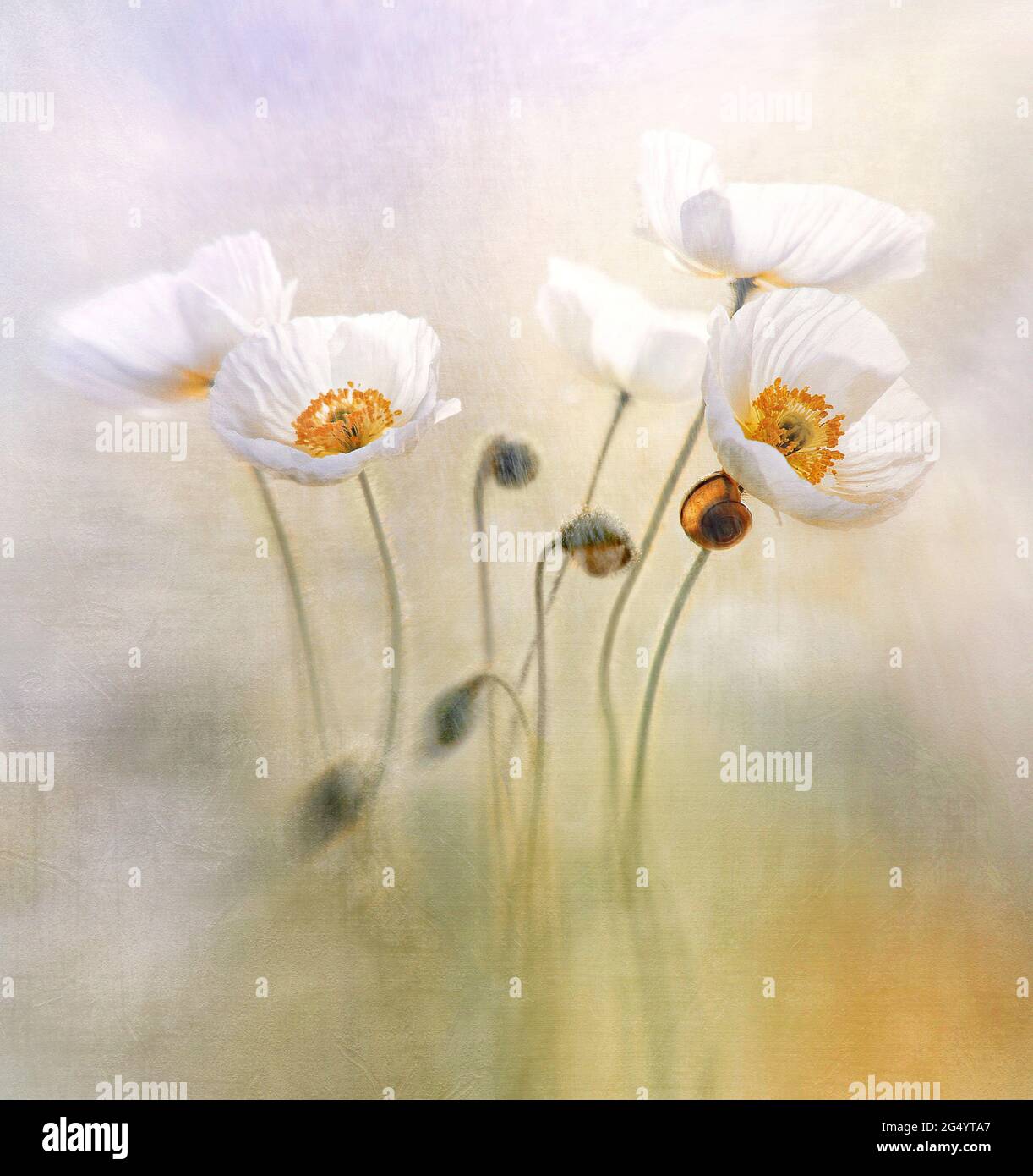 Pastel poppies hi-res stock photography and images - Alamy