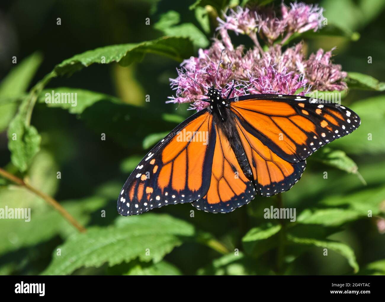 Butterflies life cycle hi-res stock photography and images - Alamy