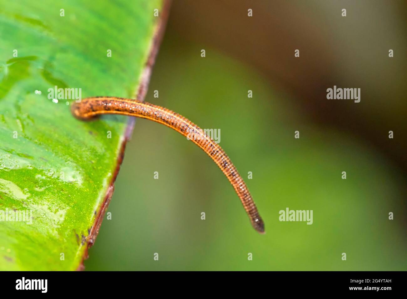 Leech, Sinharaja National Park Rain Forest, Sinharaja Forest Reserve ...