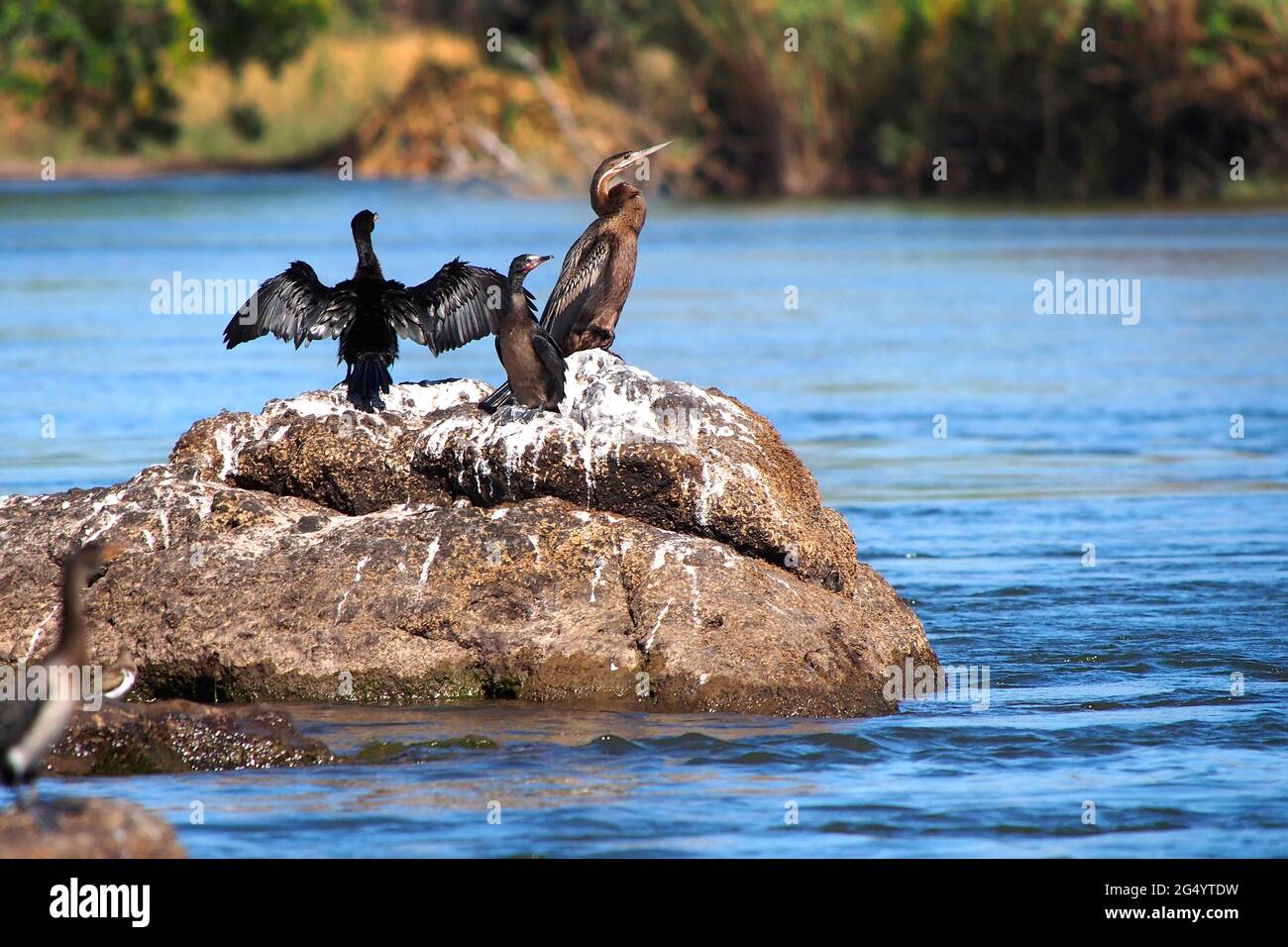 African darter bird wildlife beak hi-res stock photography and images ...