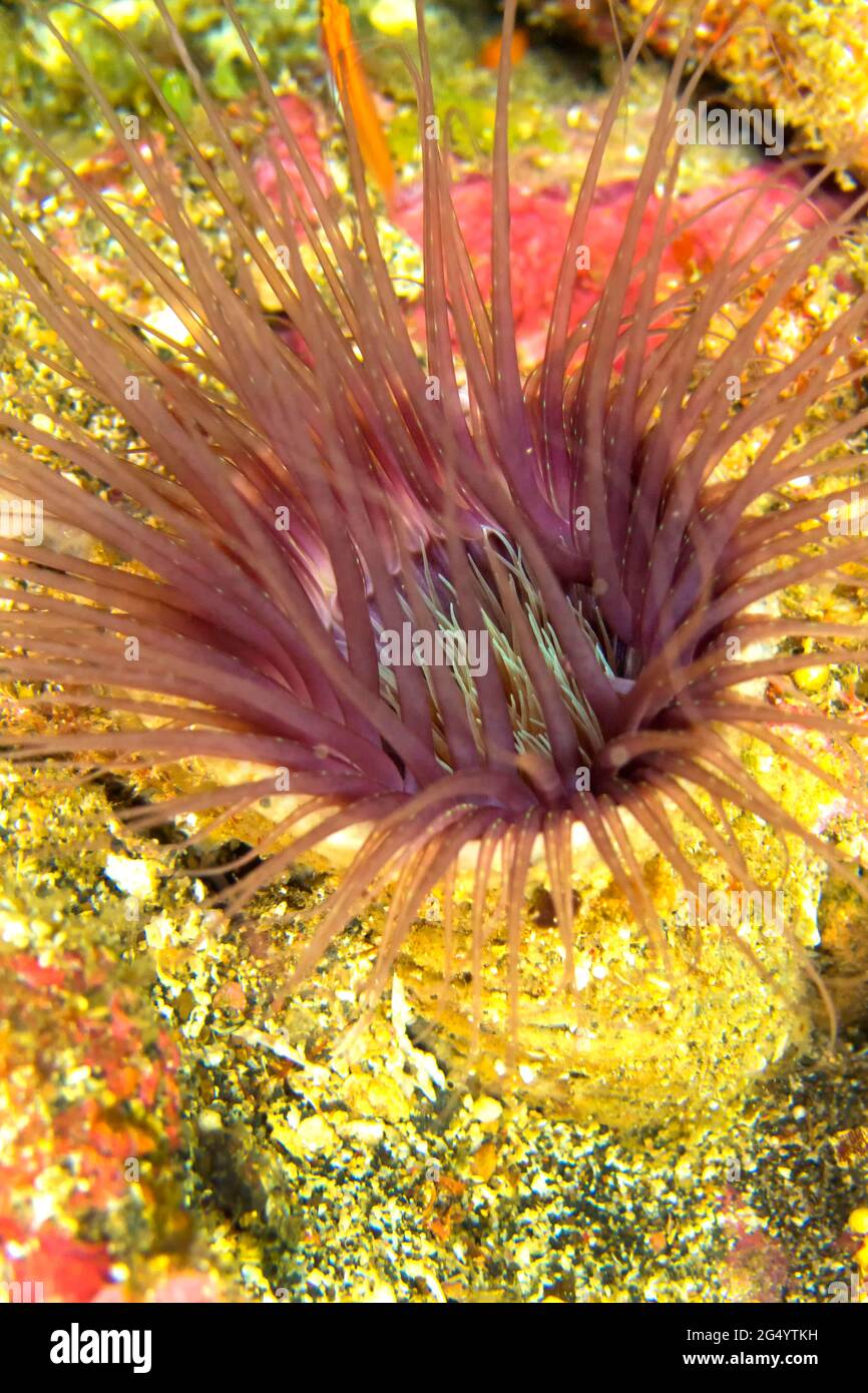 Tube dwelling anemone hi-res stock photography and images - Alamy