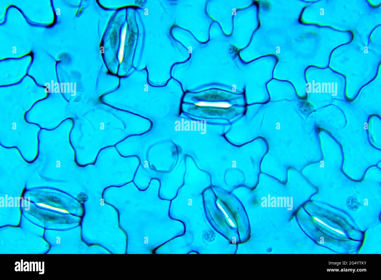 Epidermis micrograph hi-res stock photography and images - Alamy