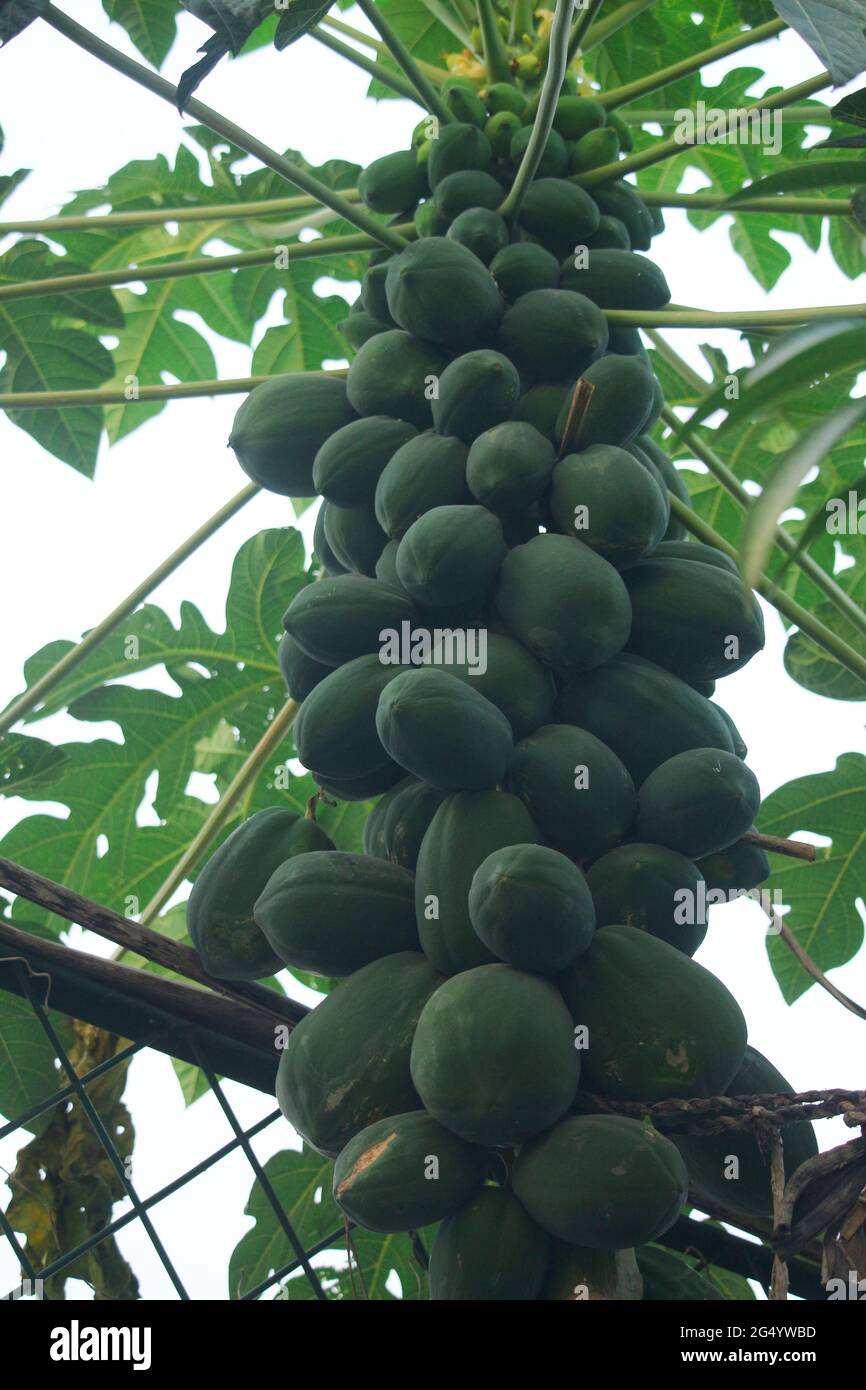 Bunch of papayas hi-res stock photography and images - Alamy