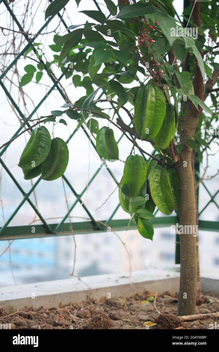 A small tree holds many beautiful kamaranga Stock Photo - Alamy