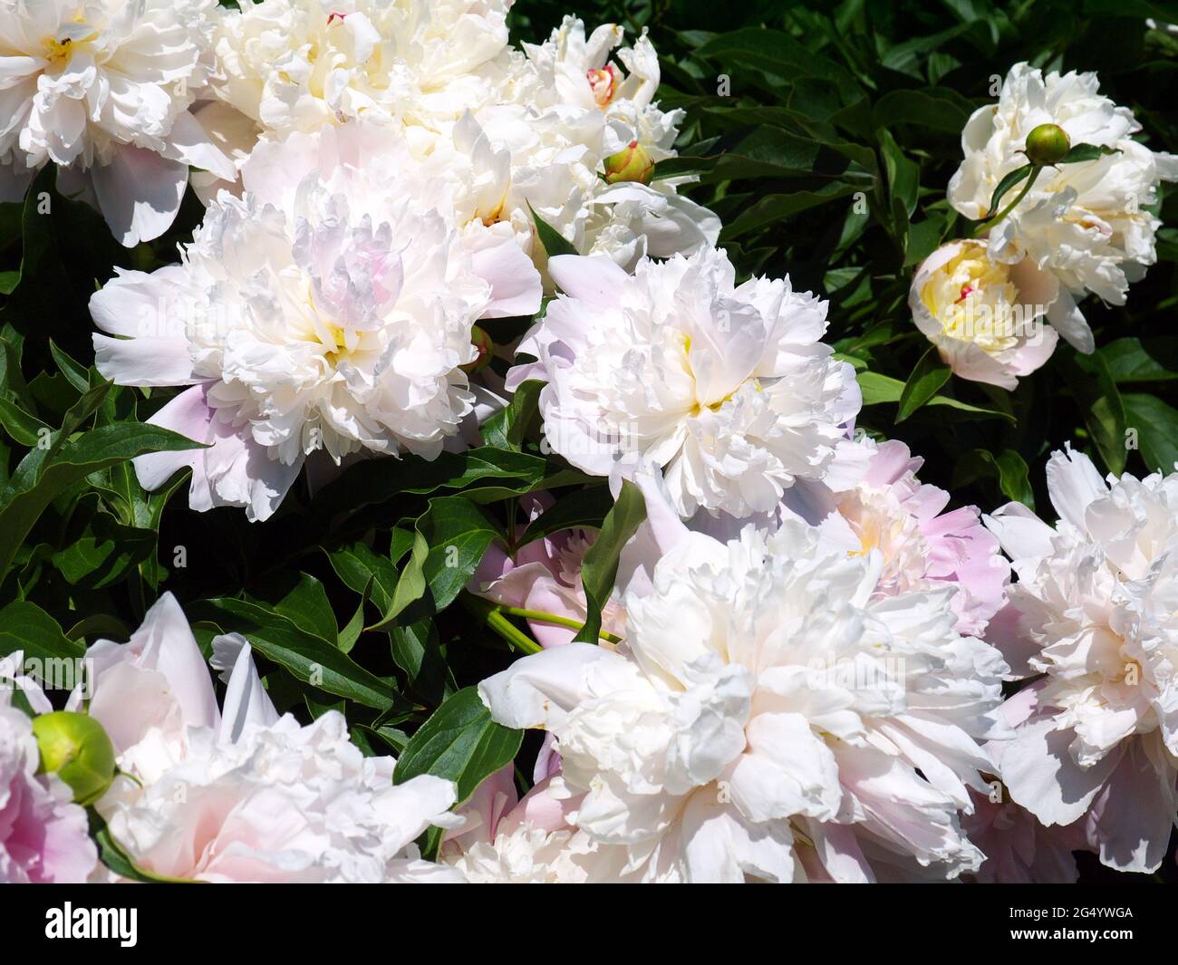 White and pink peony flowers closeup under sunlight Stock Photo - Alamy