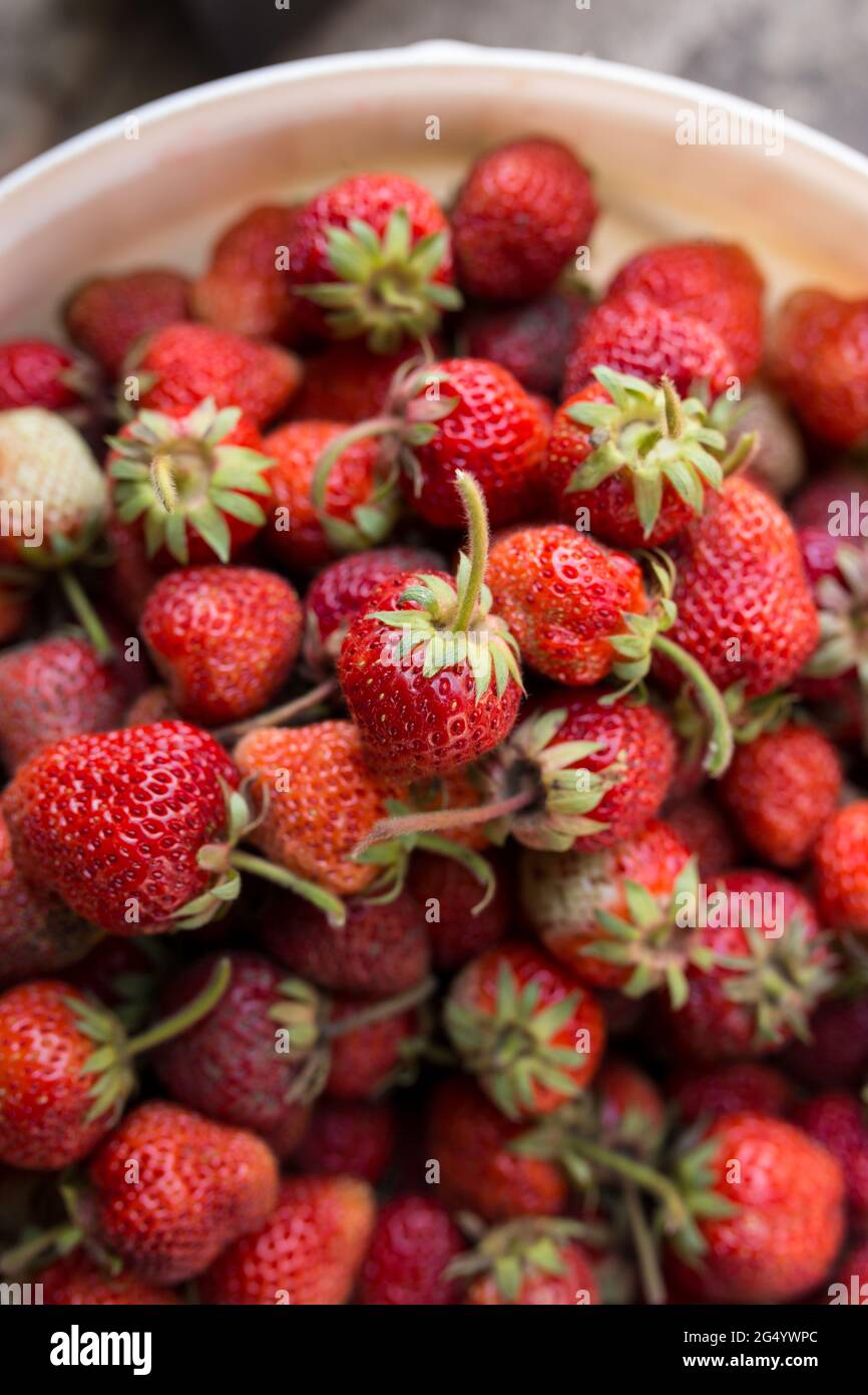 Strawberries in a bucket hi-res stock photography and images - Alamy