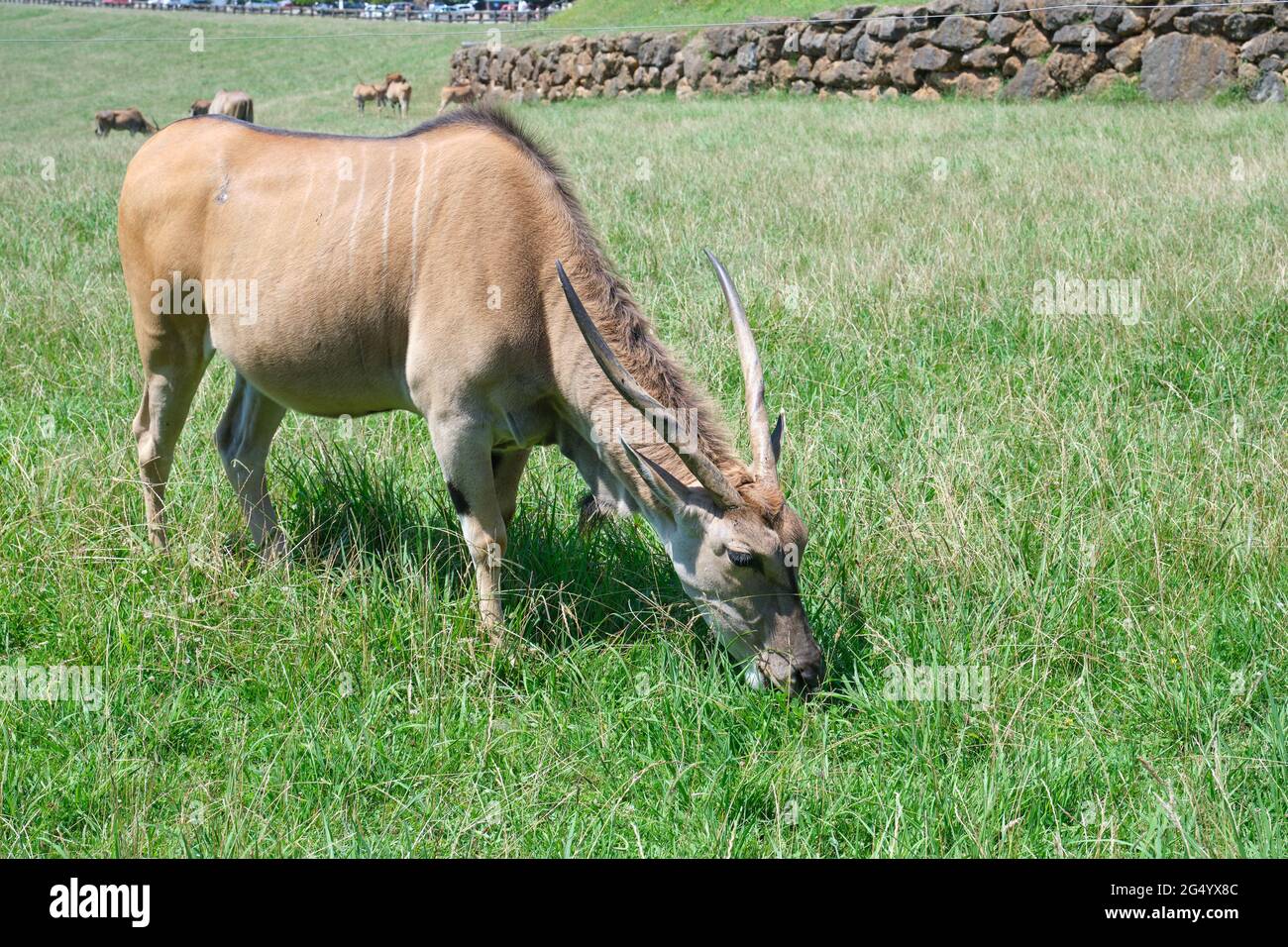 Antelope eating grass hi-res stock photography and images - Alamy