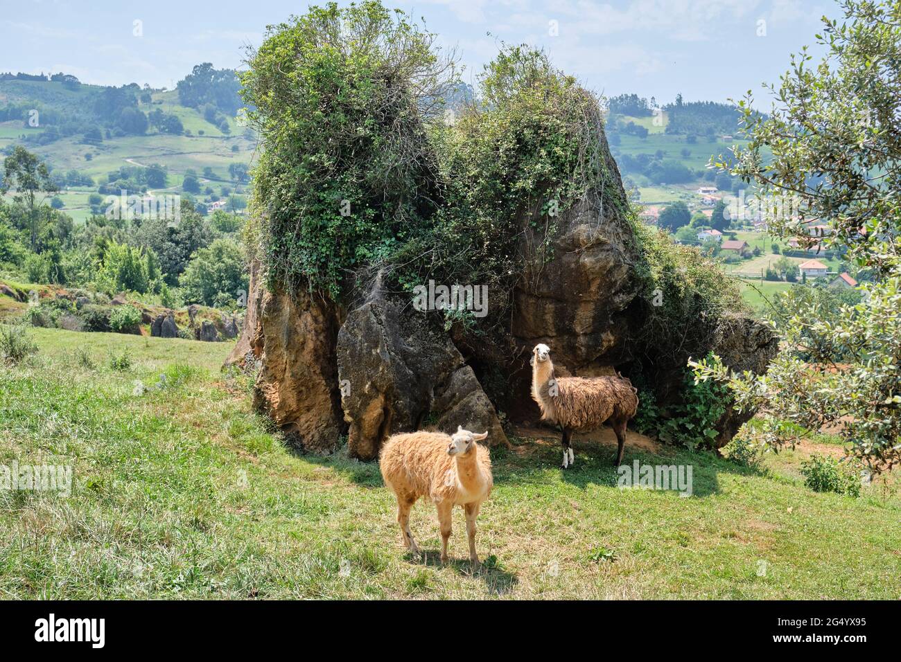 Two llamas looking at camera in Cabarceno Natural Park in Cantabria ...
