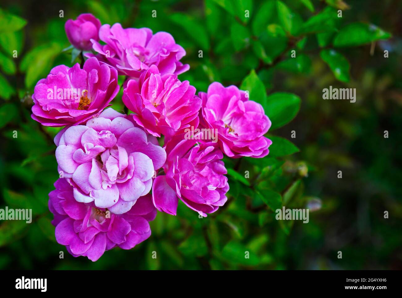Pink roses in the garden Stock Photo - Alamy