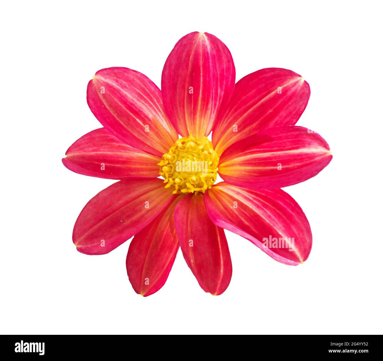 dahlia single-flower garden flower isolated on white background Stock ...