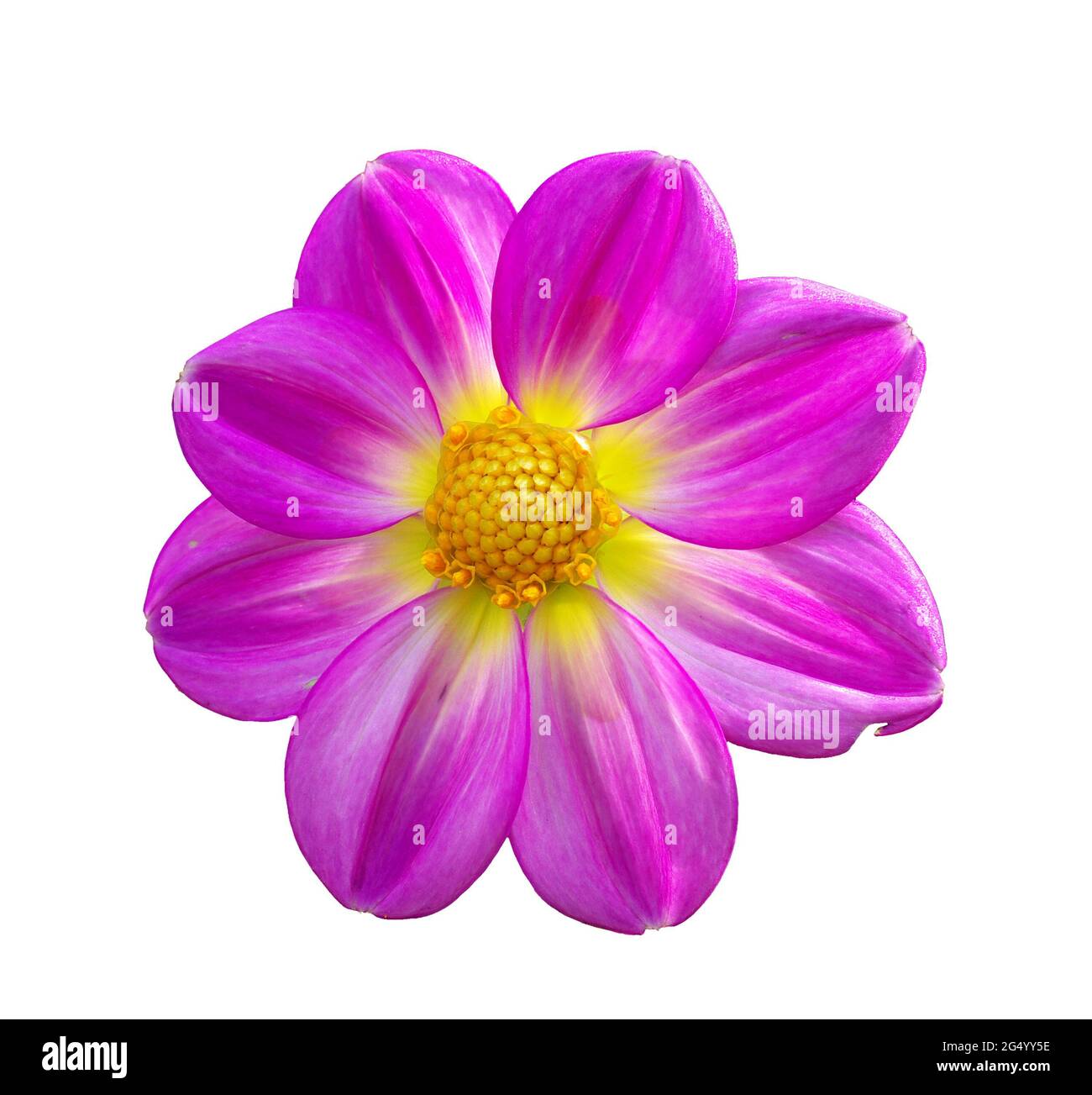 dahlia single-flower garden flower isolated on white background Stock ...