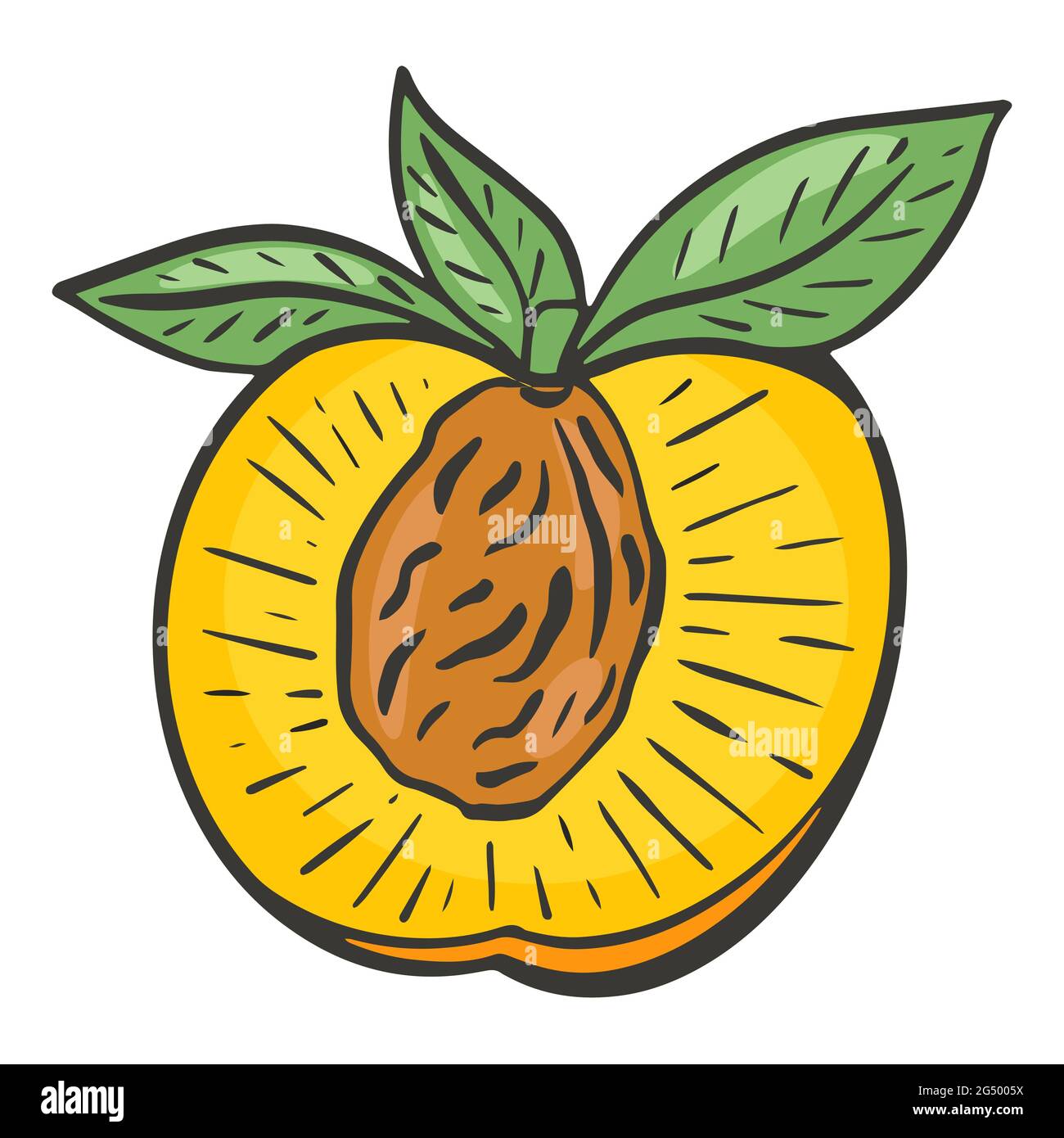 Half peach with a sheet, vector. Sliced fruit, part with a bone ...
