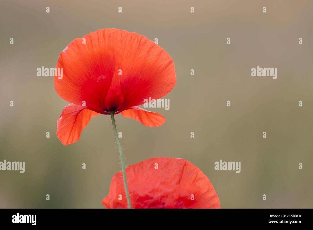 Red Poppy Papaver rhoeas in corn field Stock Photo - Alamy
