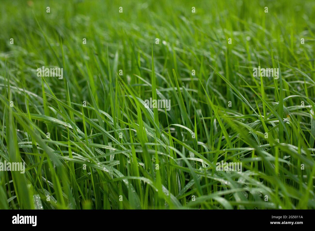 Wet green grass. Wet plant texture. Green natural background Stock ...