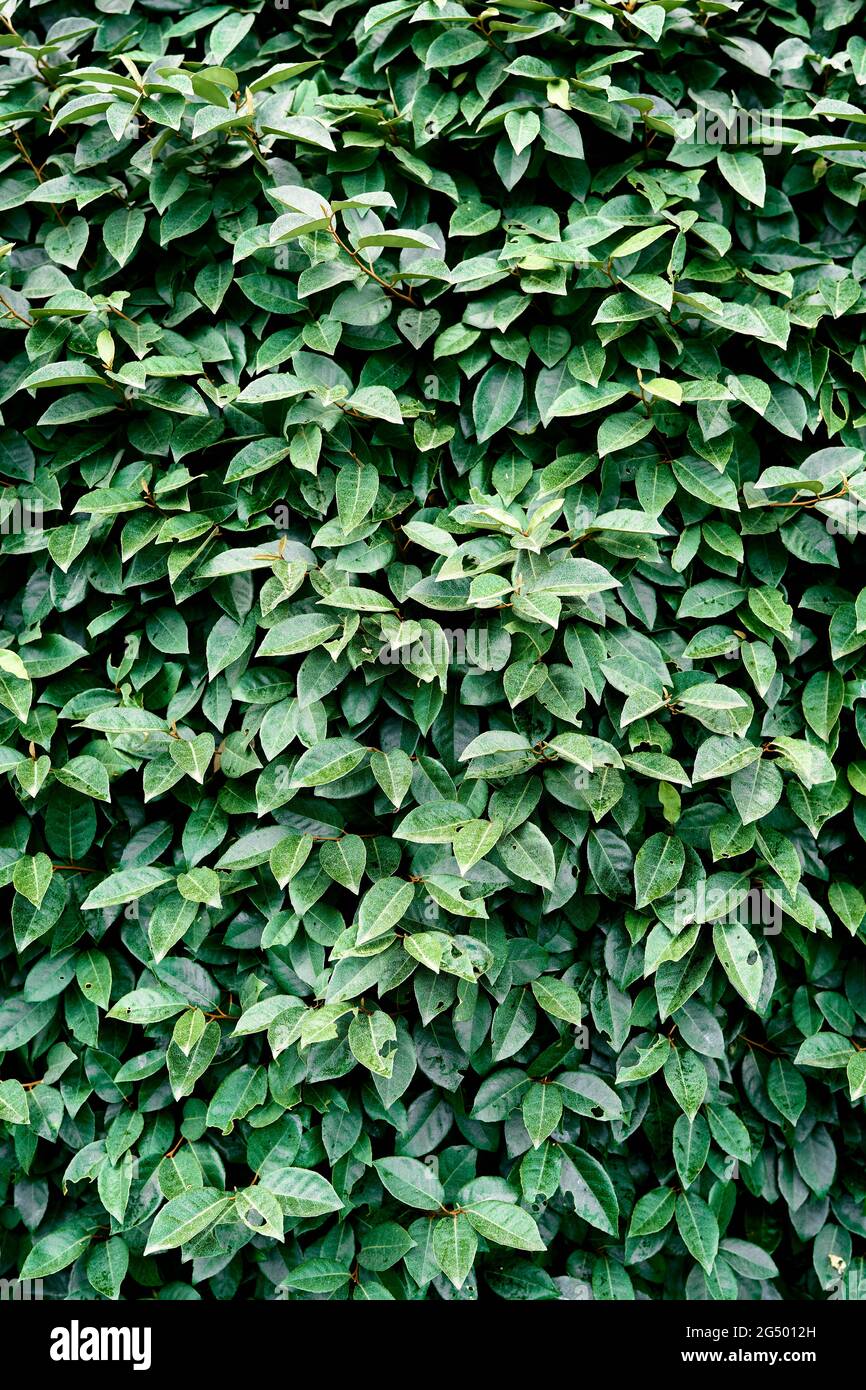 Evergreen shrub thicket hi-res stock photography and images - Alamy