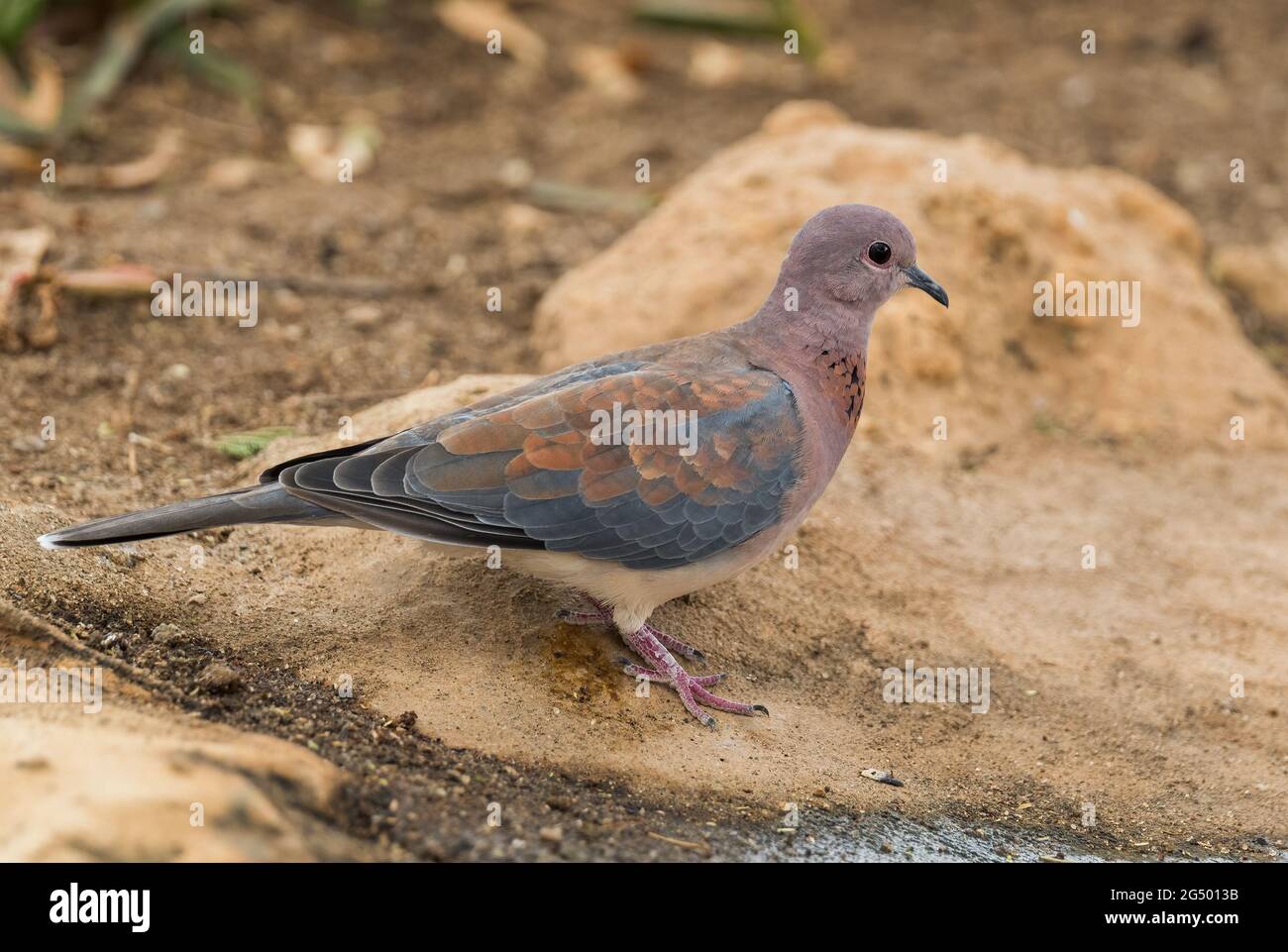 Laughing Dove - Spilopelia senegalensis, beautiful colored turtle-dove ...