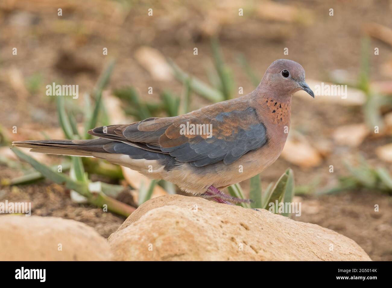 Laughing Dove - Spilopelia senegalensis, beautiful colored turtle-dove ...