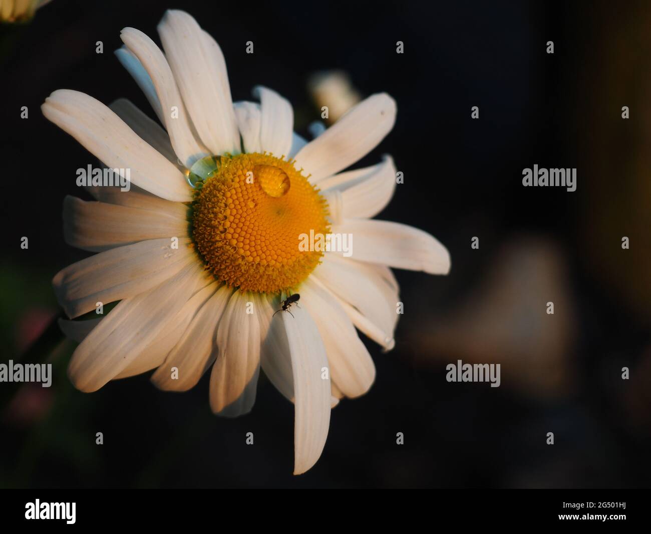 Horizontal photo of daisy flower with yellow stem and white petals ...
